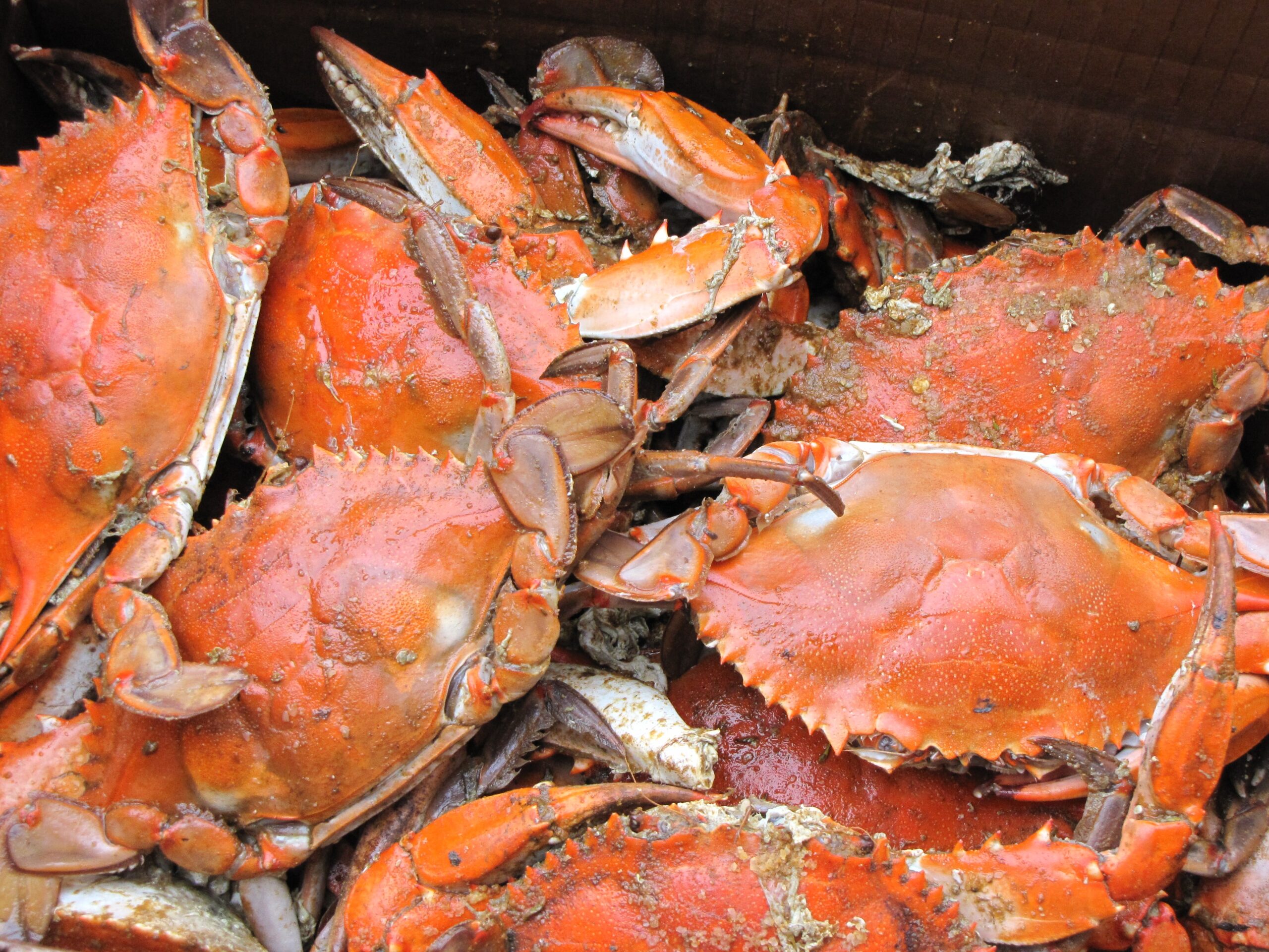Southeast Fall Crab Feast | Charleston Guru