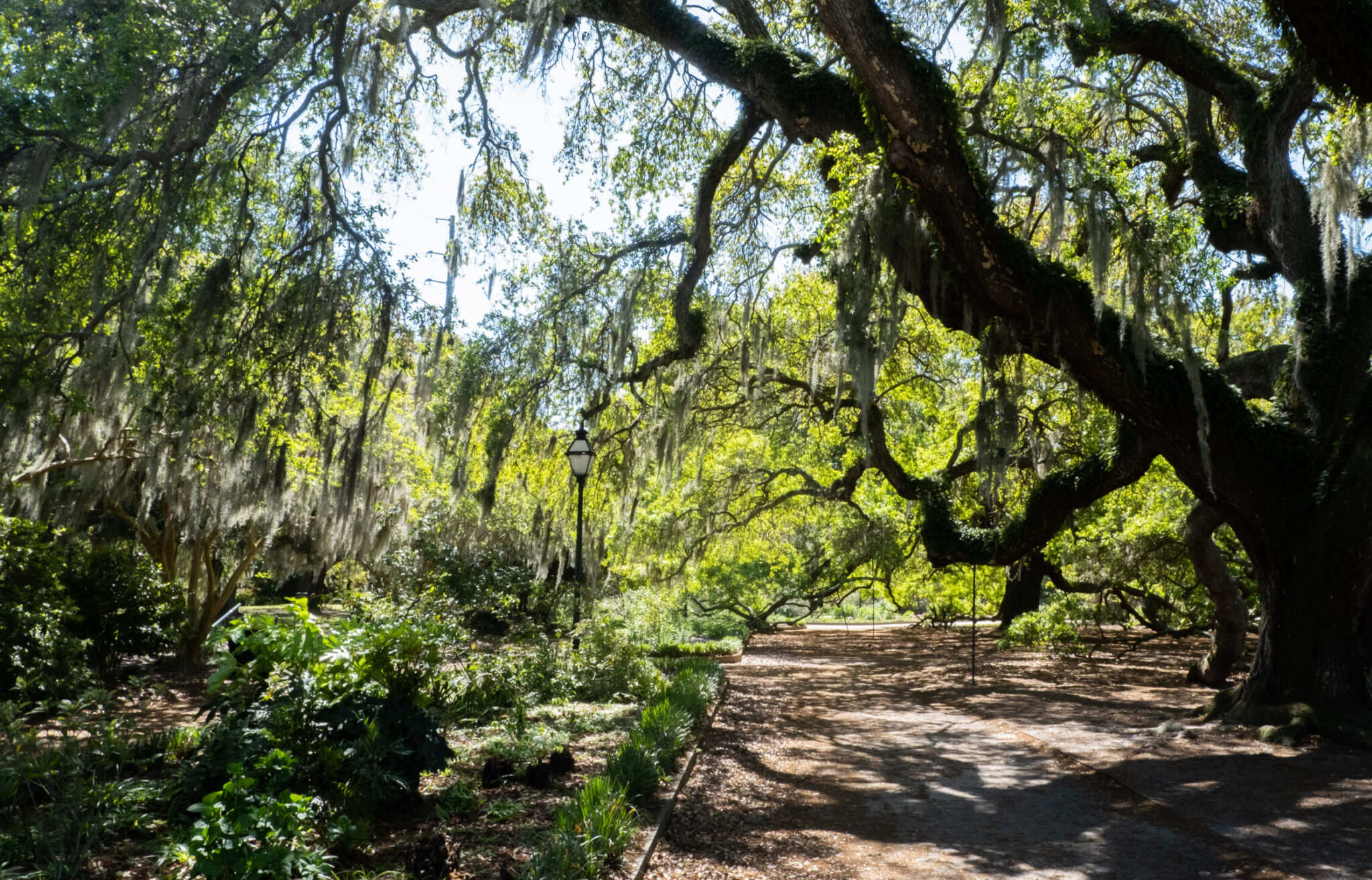 Hampton Park | Charleston Guru
